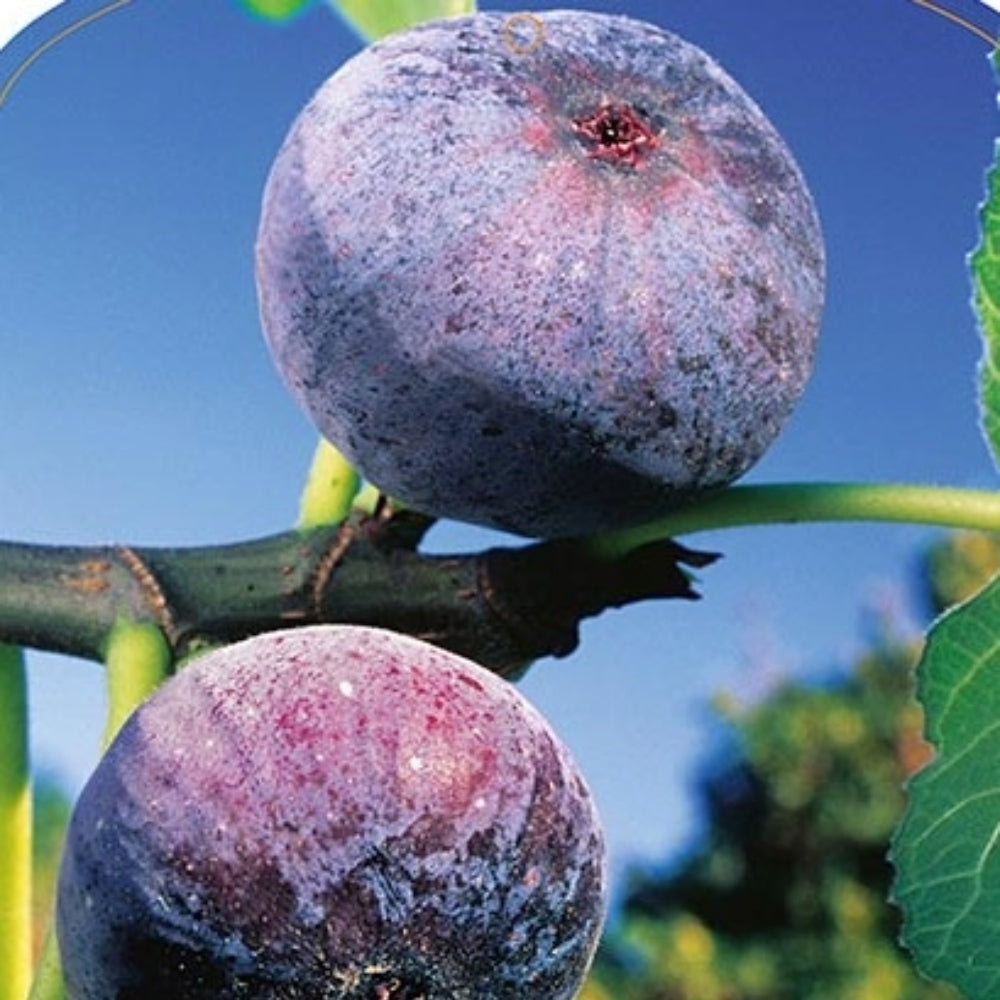 FICO - FIORONE NERO - Ficus carica – Vivai Decandia Giovanni