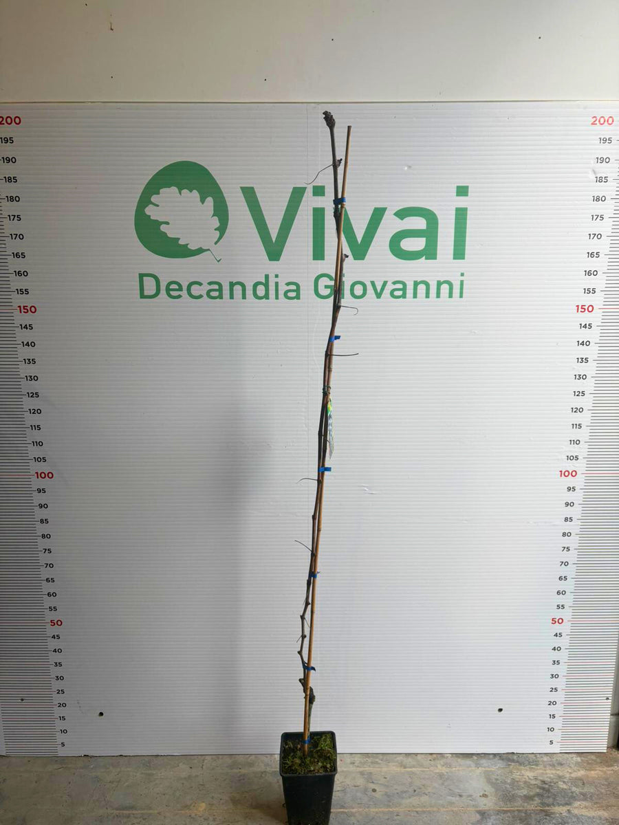 PIANTA DI UVA TERES in vaso età 2/3 anni VARIETÀ RESISTENTE ALLE MALAT ...