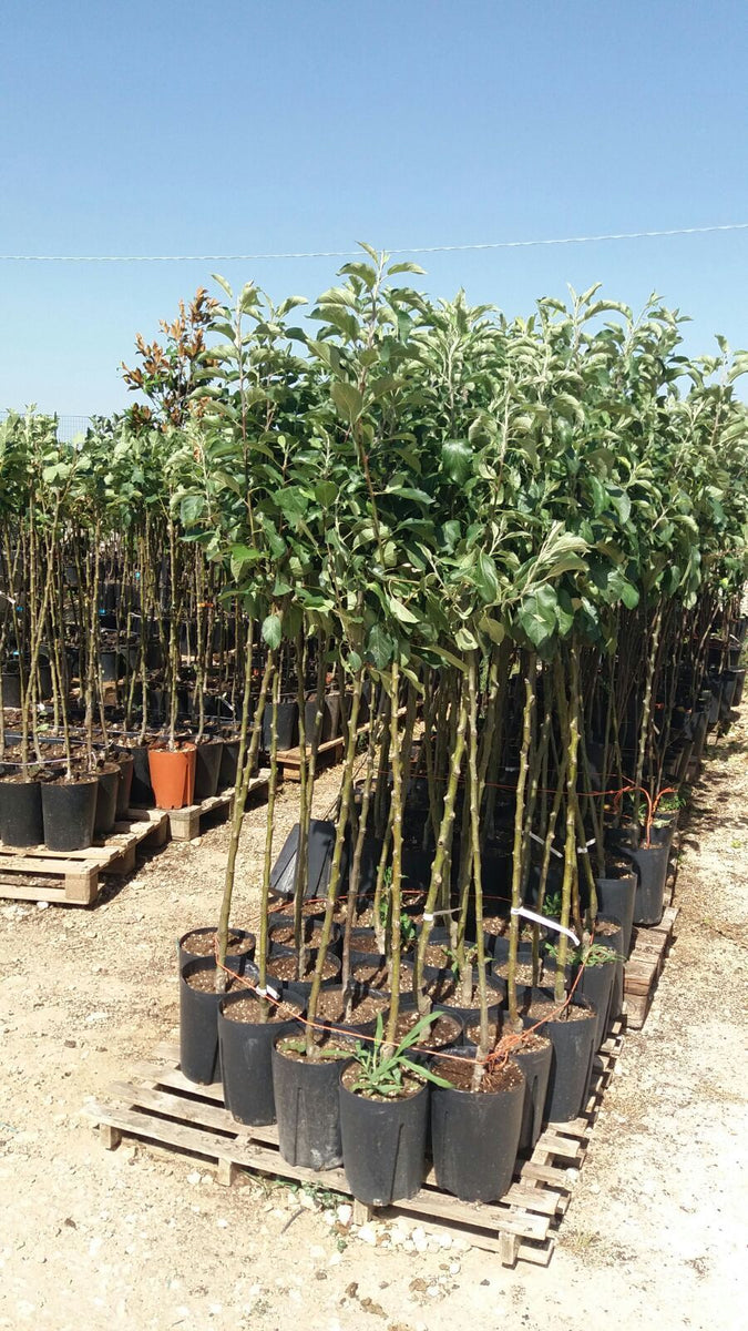 SUSINA GROSSA DI FELISIO - Prunus domestica – Vivai Decandia Giovanni